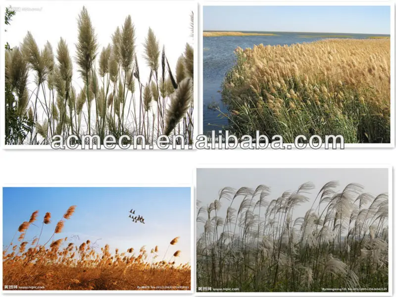 Mini Reed Harvester/reed Reaper/reed Harvesting Machine - Buy Reed ...