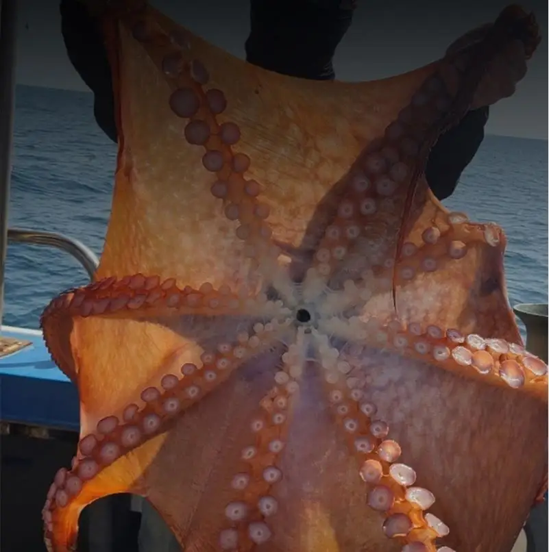 New 40ton T1100g Carbon Fuji K Guide 175mh Taco Titan Tip Octopus ...