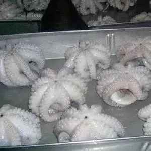 Frozen Octopus Sea Box Packing Origin Variety Place Model Catch Price ...