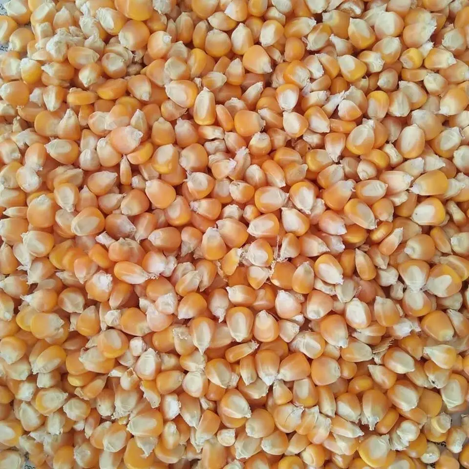 New Crop Yellow Corn Maize For Human And Animal Feed Grade Consumption ...