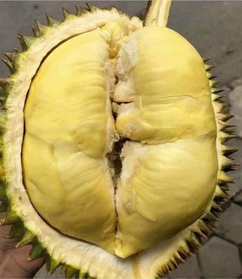 High Quality Frozen Peeled Durian Fast Delivery Ms Sophie - Buy Frozen ...