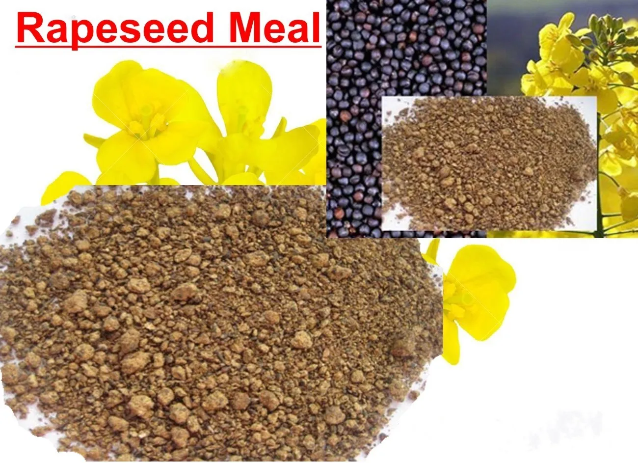 Rapeseed Meal for Animal Feed - High Protein & Phosphorus
