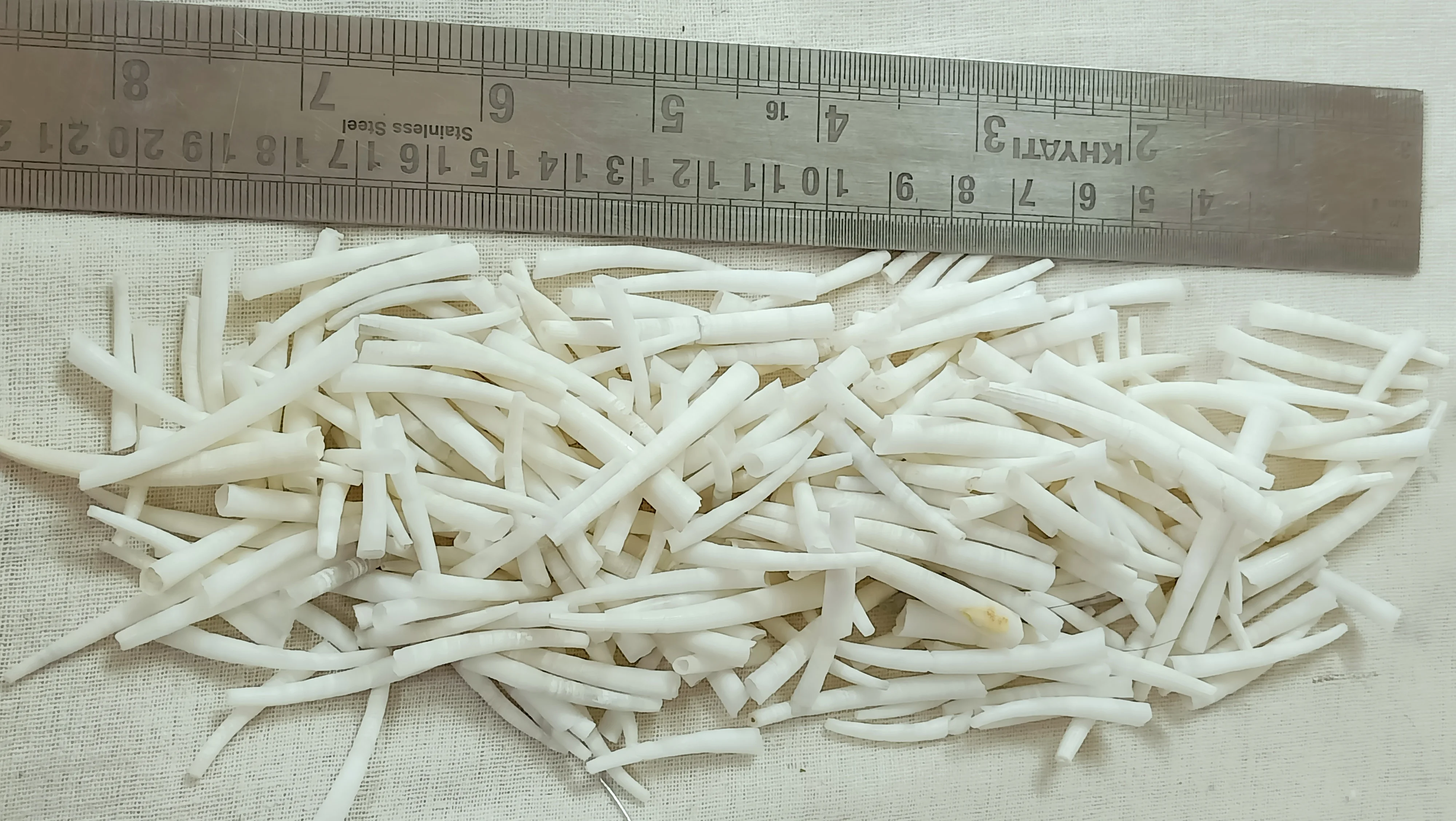 Natural Dentalium Tusk Sea Shells for Native Jewelry Design