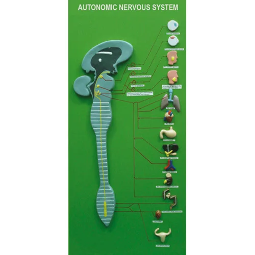 Autonomic Nervous System Model Regulates Involuntary Physiologic ...