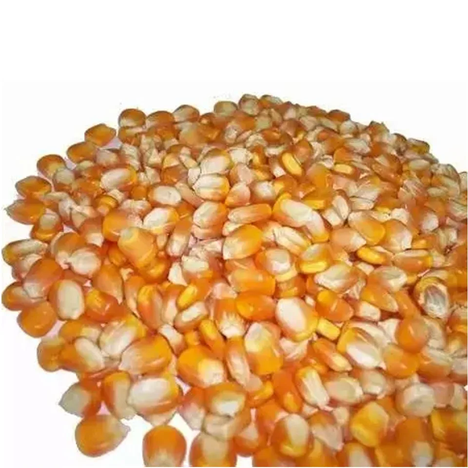 Yellow Corn For South America Maize For Animal Feed Natural Yellow Corn ...