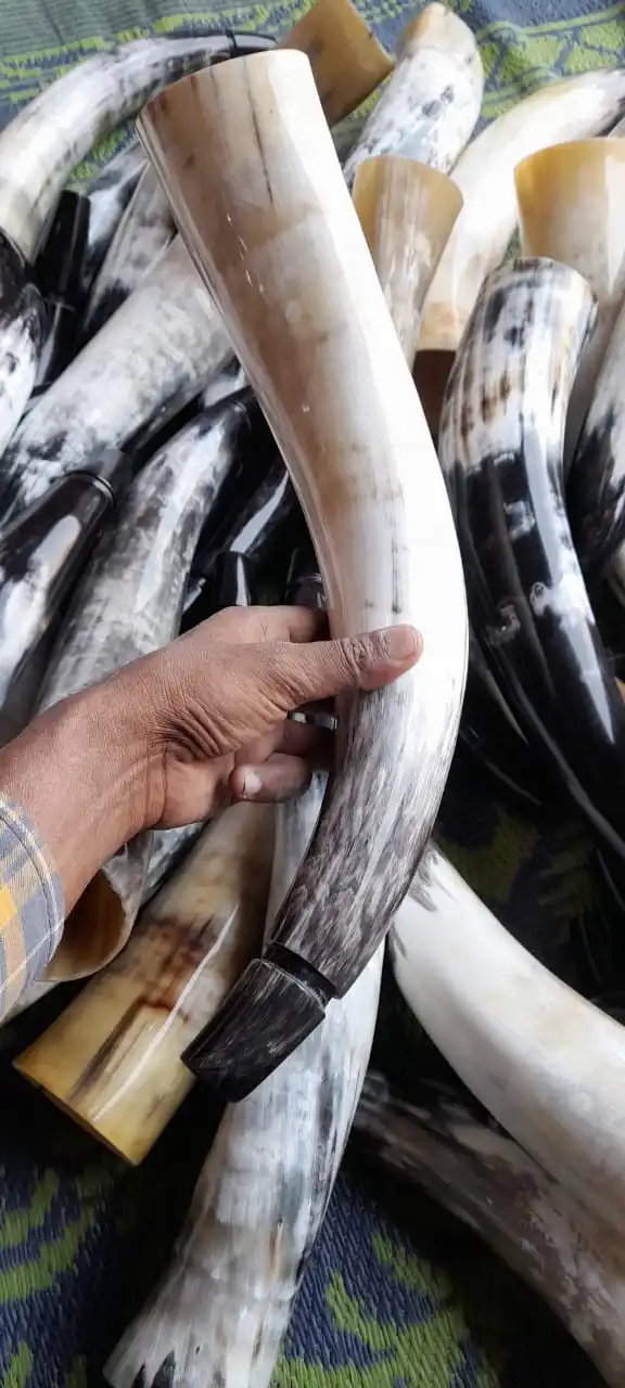 Custom Made Beautiful Blowing Horns from Real Buffalo Horns