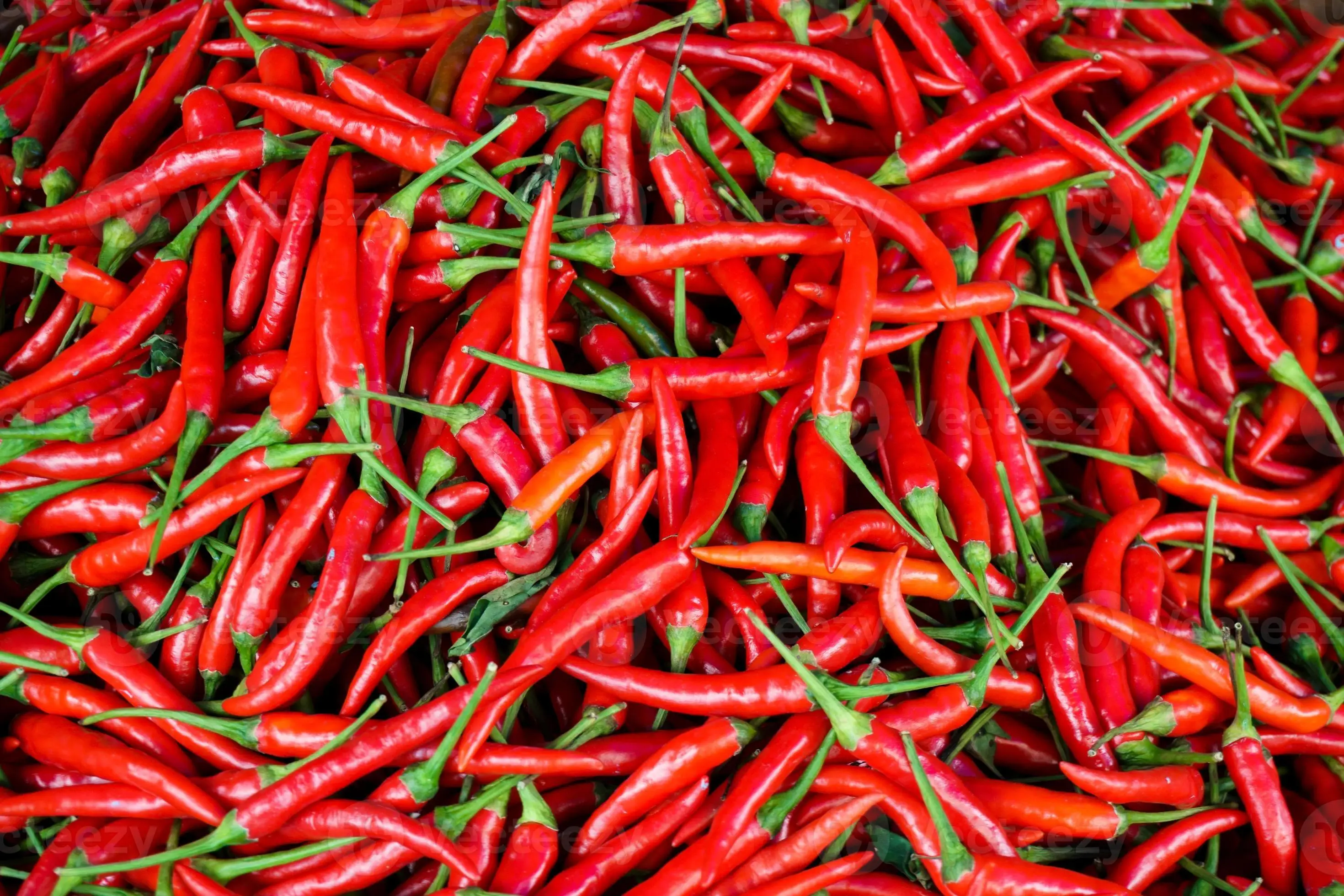 Wholesale High Quality Fresh Red Chili With Stalk 100% Organic Single ...