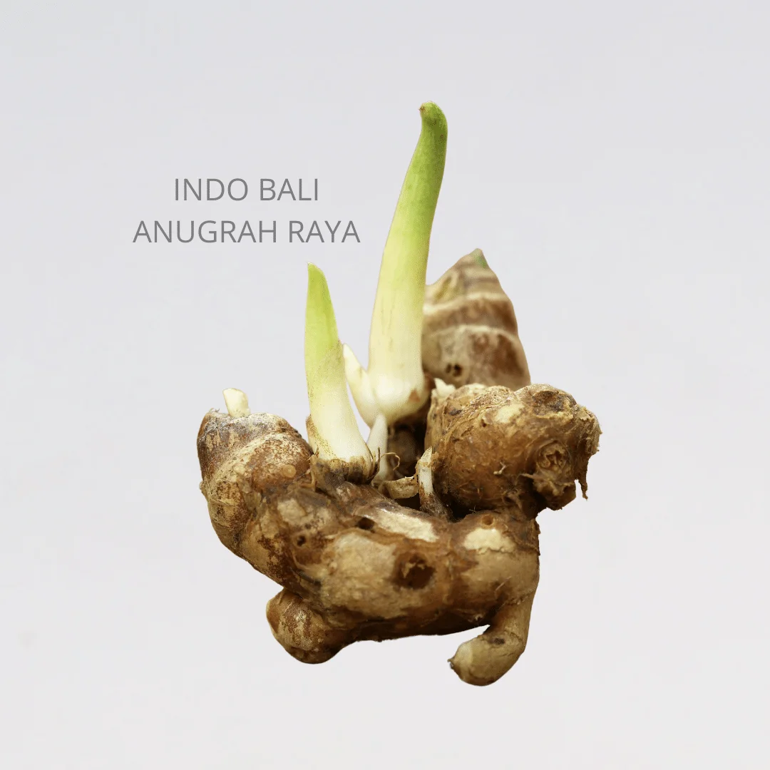 Oem Indonesian Kencur Aromatic Ginger Best Selling Low Moq Root Extract ...