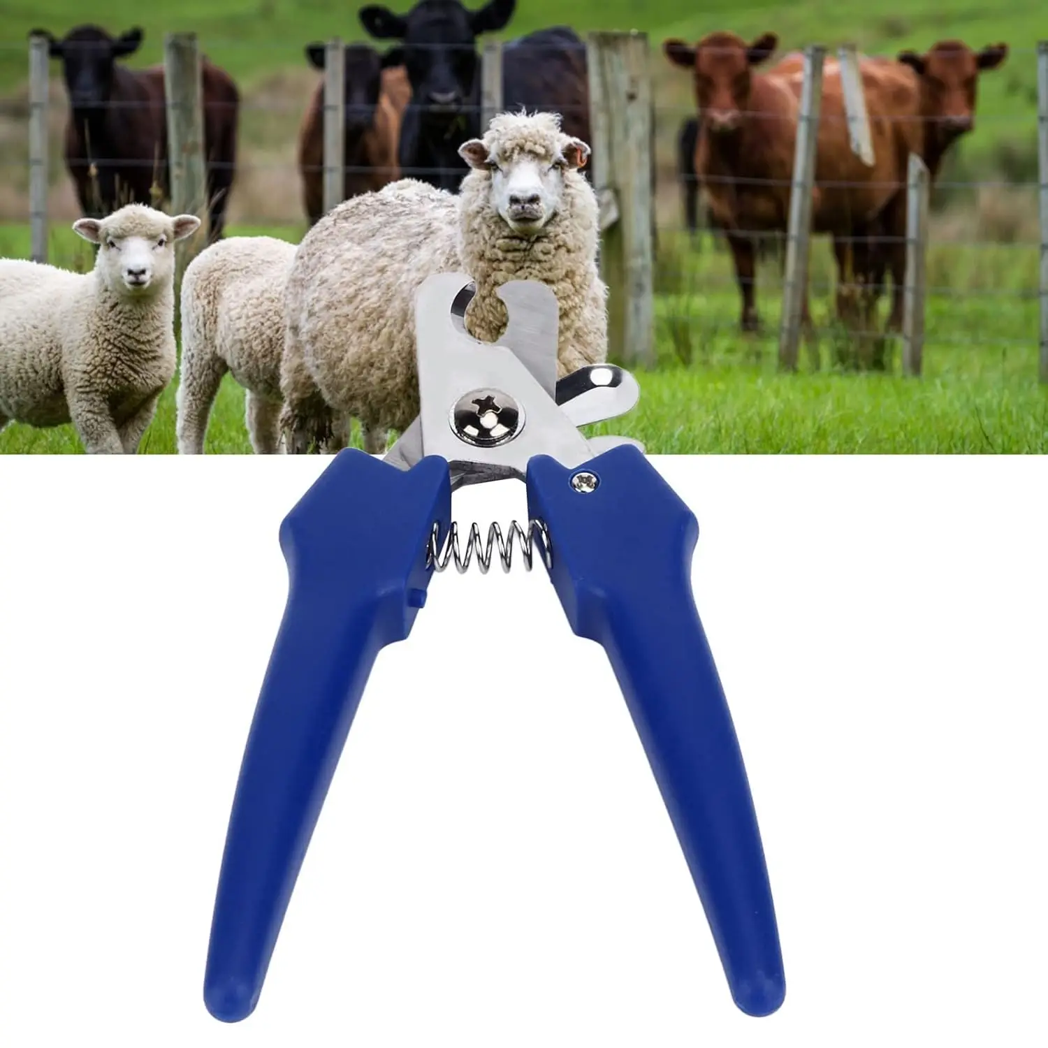 2025 Premium Piglet Tail Trimming Scissors Veterinary Grade Steel ...