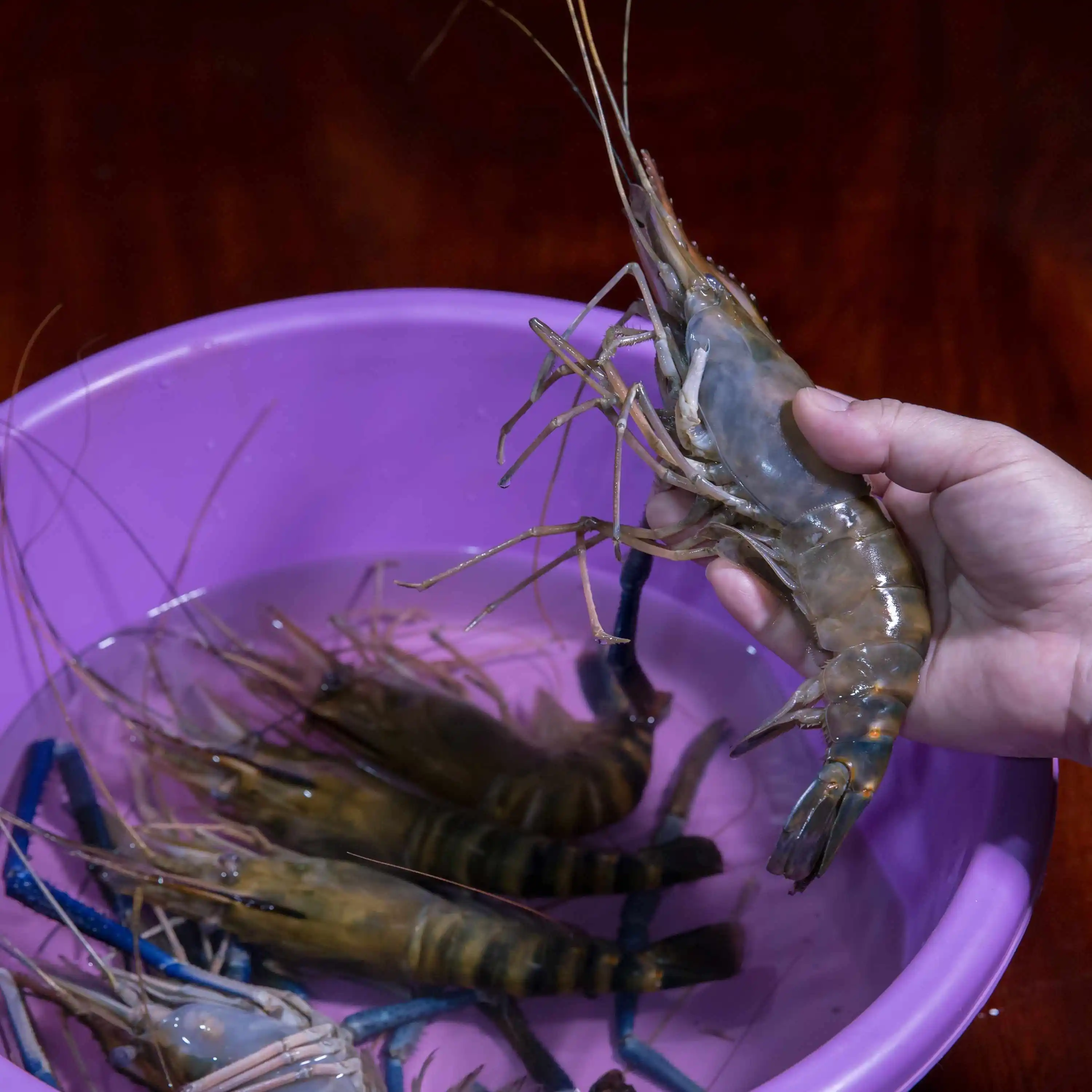 Aquaculture Probiotics - Enhance Water and Soil Health