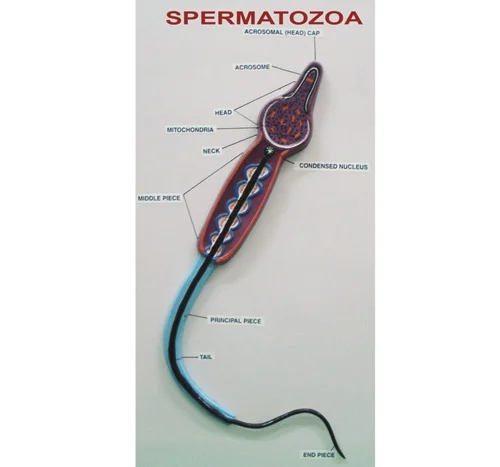 Spermatozoa Model - Detailed Structure of Human Sperm Cell for ...