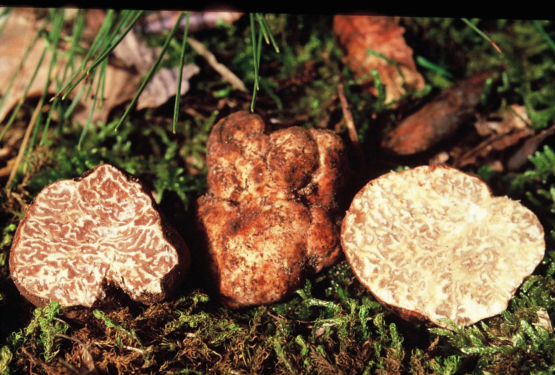 480g White Truffle Sauce Tuber Borchii Vitt 5% And Porcini Gourmet ...