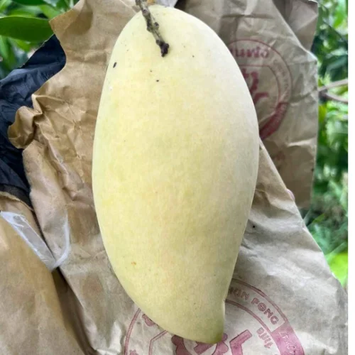 Fresh Namdok Mai Mango From Thailand - Buy Fresh Mango Fresh Fruit And ...
