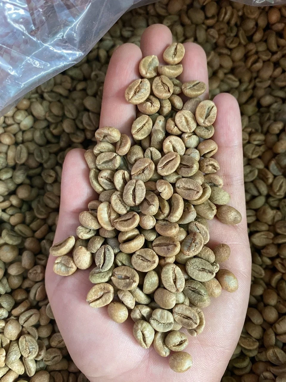 Arabica/robusta Coffee Bean From Vietnam Factory - Wa 84 914737413 ...