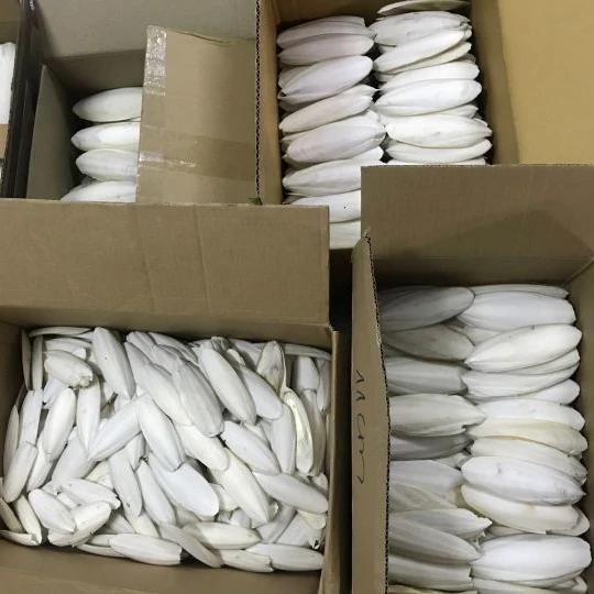 Hot Deal Squid Bone Cuttlefish Bone Premium Export Cuttlefish Bone ...