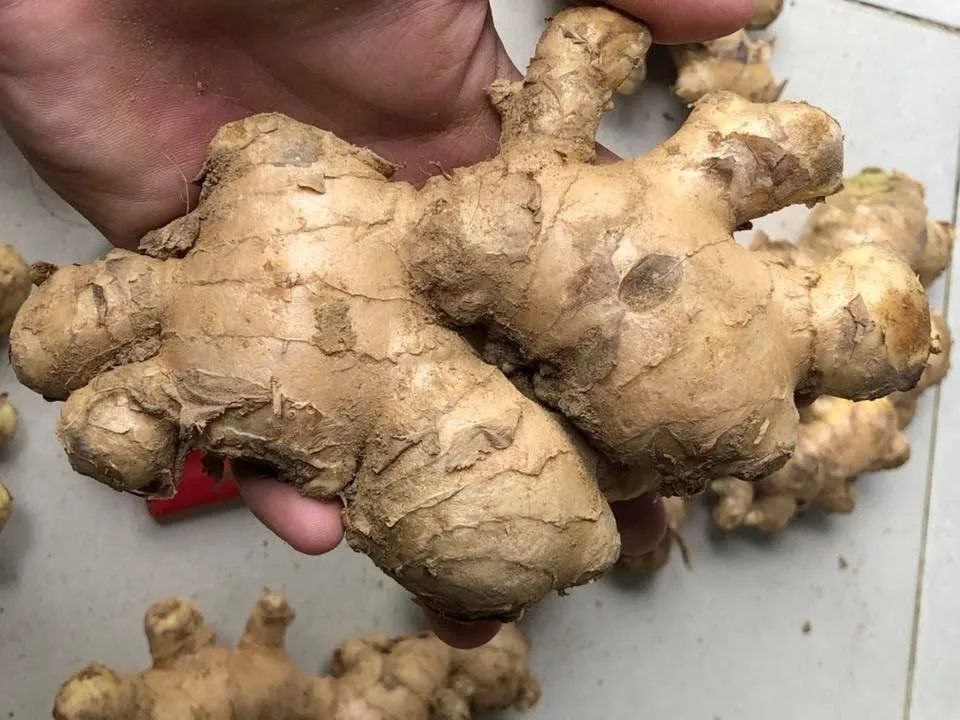 Fresh Ginger 10kg/carton Have Store Hot Sale In Vietnam Of Fresh Ginger ...