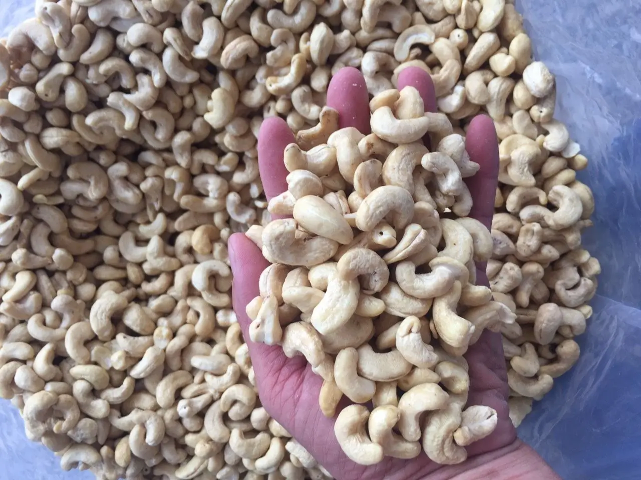 Wholesale Organic Cashew Nuts/ Unshelled Cashew/100% Organic Cashew ...