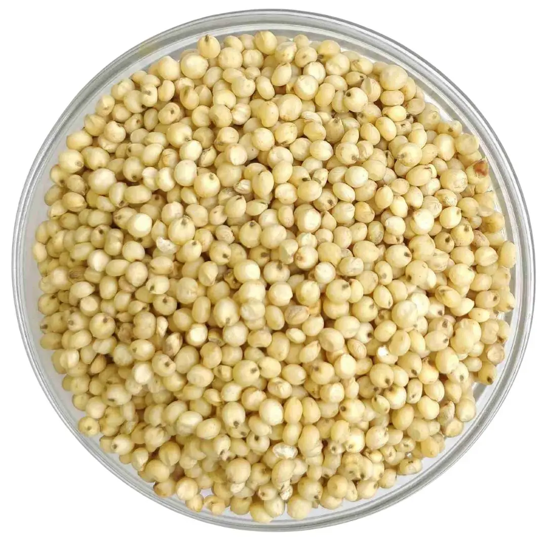 Wholesale Price Superior Quality Sorghum Jawar Millet Indian Product ...