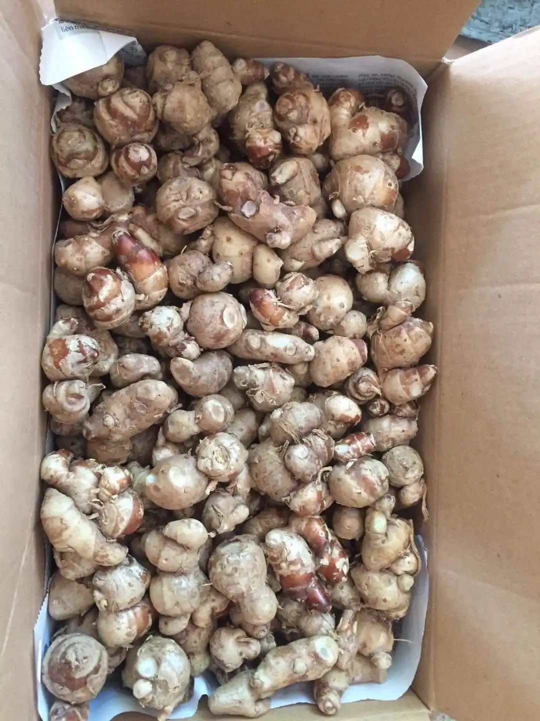 Fresh Sand Ginger Segments Cutcherry Root Aromatic Ginger For Spice Use ...