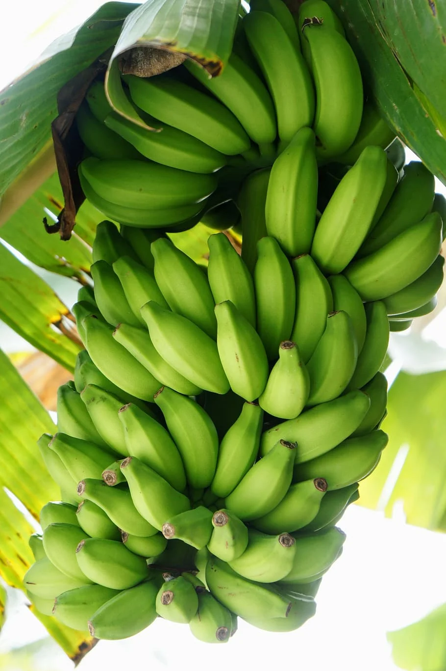 Wholesale High Quality Banana Premium Grade A All Year Round Cavendish ...