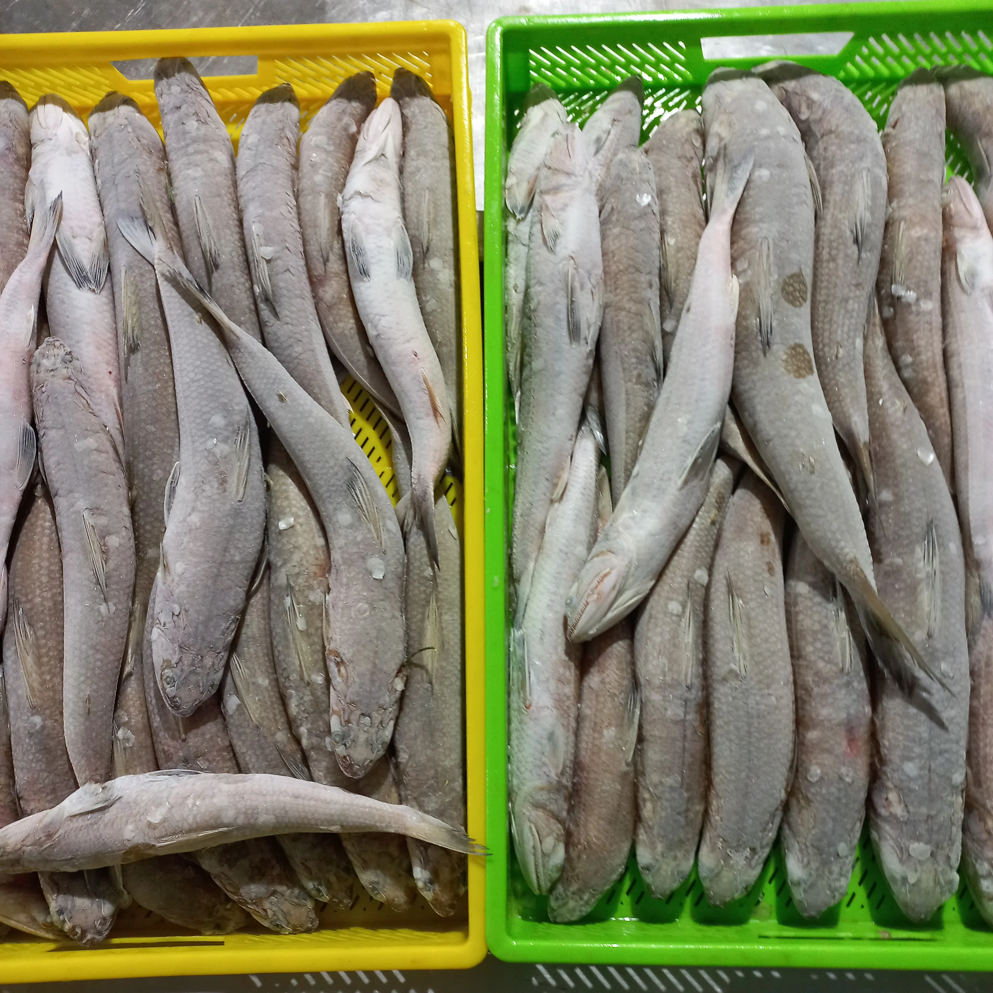 Frozen Lizard Fish Whole Round Top Quality Product With 24 Months Shelf ...