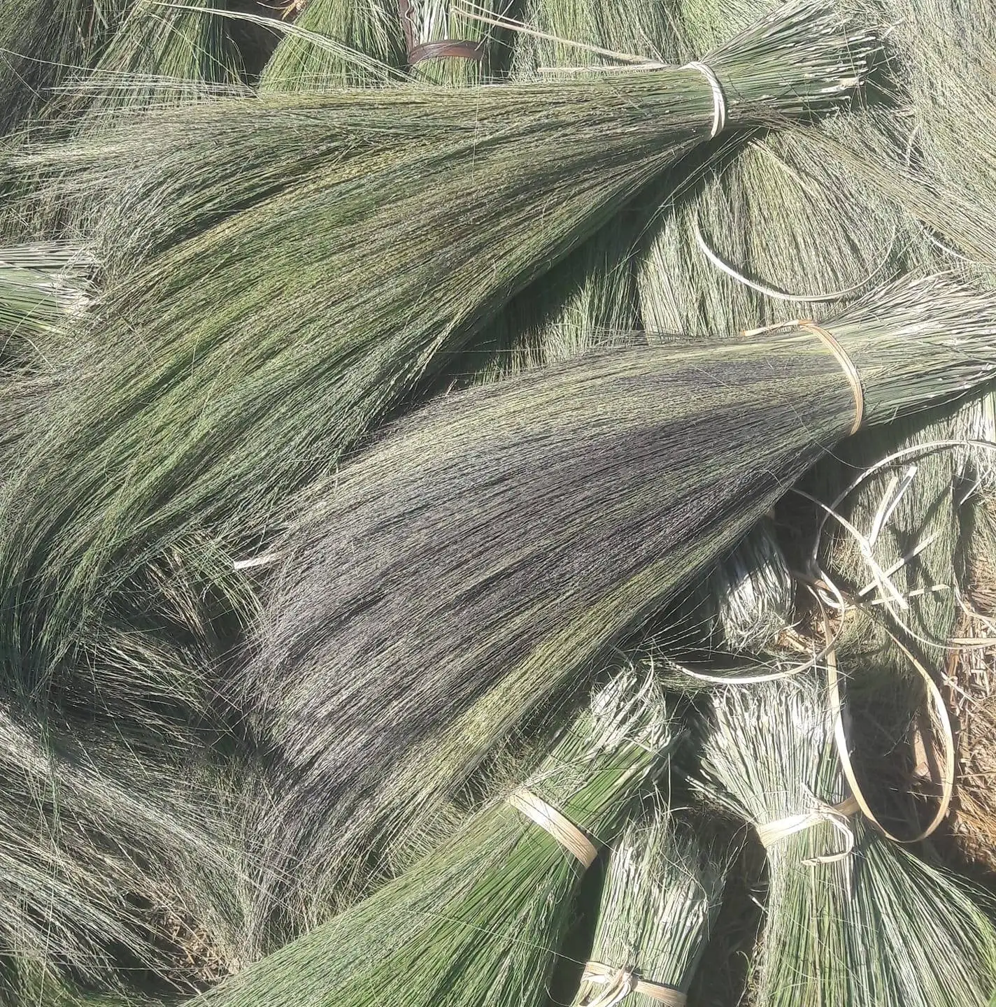 Dried Broom Grass Material For Making Broom Grass Broom Raw Material ...