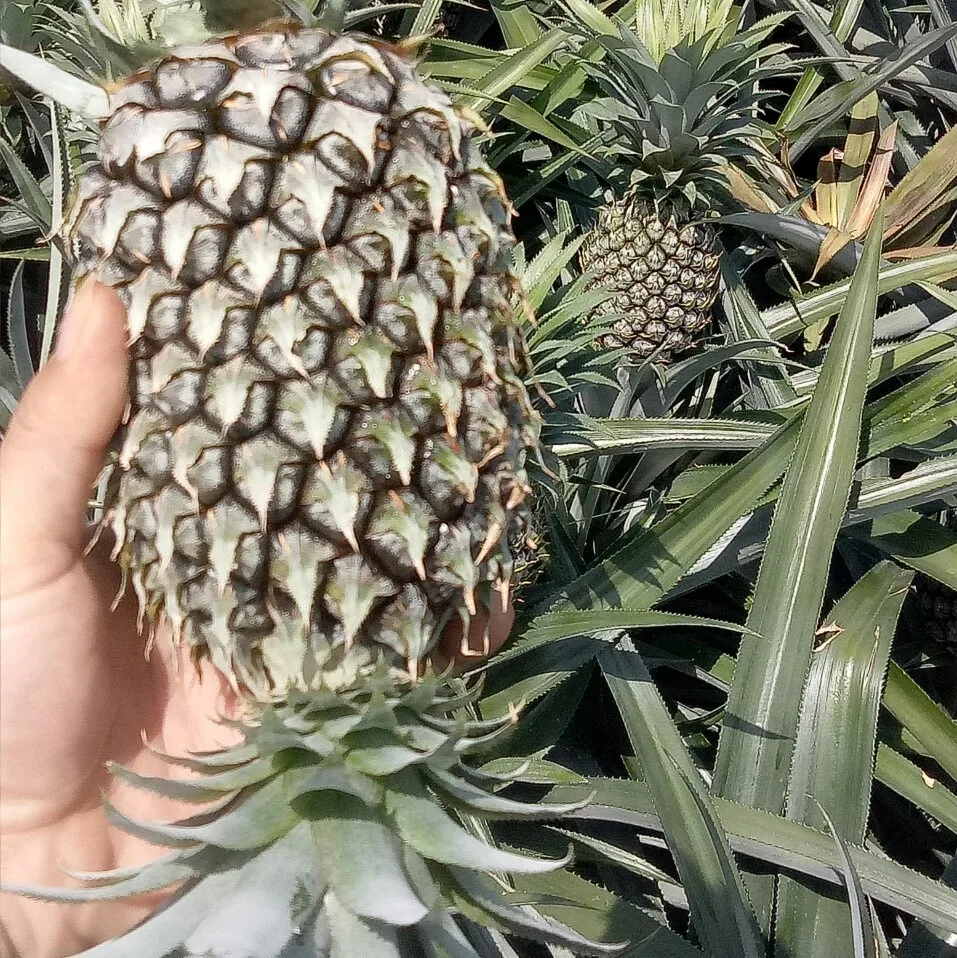Fresh Pineapple Vietnam Original Sweet Pineapple Fruit Agriculture ...