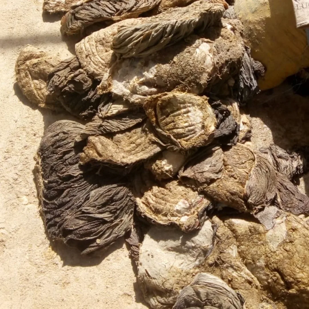 Wholesale Dry Salted Beef Omasum And Buffalo /halal Beef Omasum /dried Salted Omasum From ...