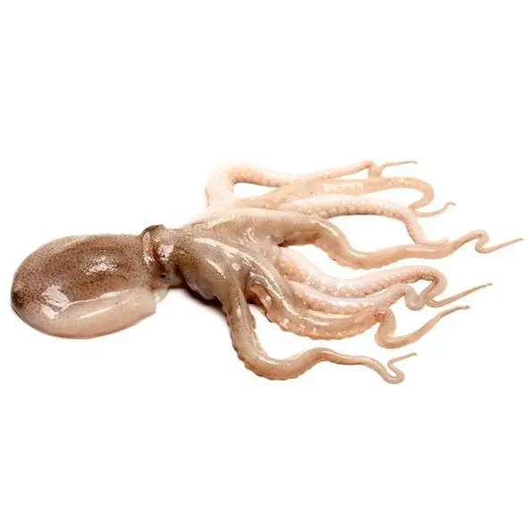Frozen Octopus Sea Box Packing Origin Variety Place Model Catch Price ...