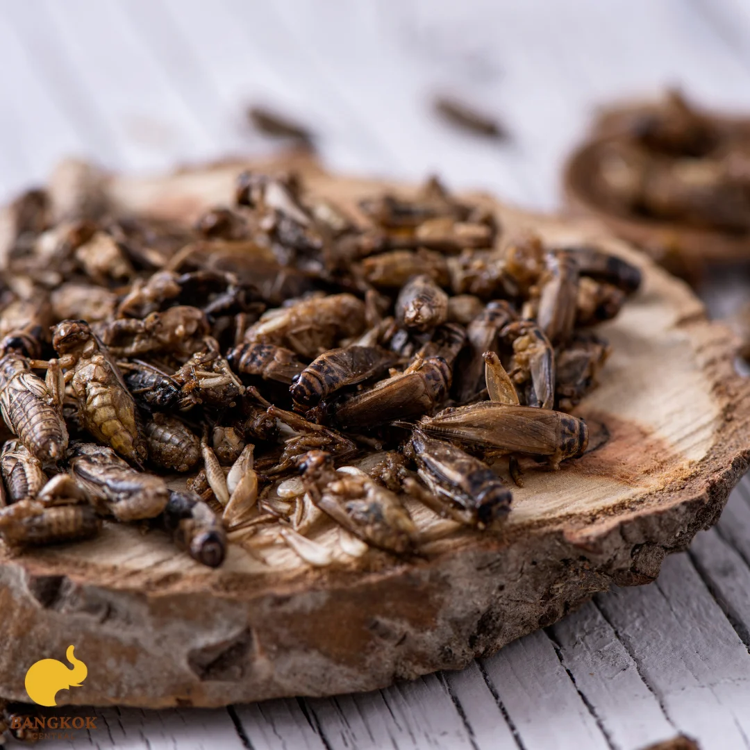 Edible Insect Whole Acheta Insect Crickets Protein Snacks Fried Best ...