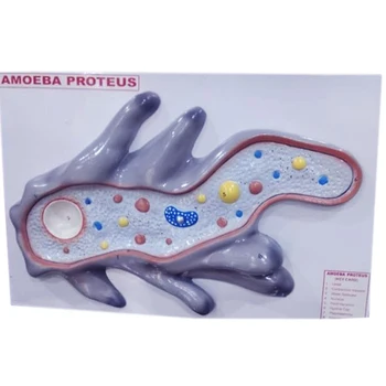 Amoeba Proteus Anatomy Structure Model Biology Supplies Zoology Model ...