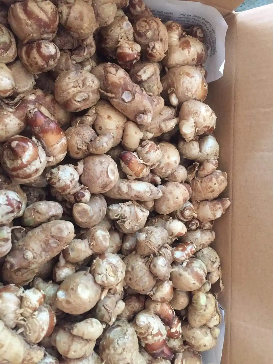 Fresh Sand Ginger Segments Cutcherry Root Aromatic Ginger For Spice Use ...