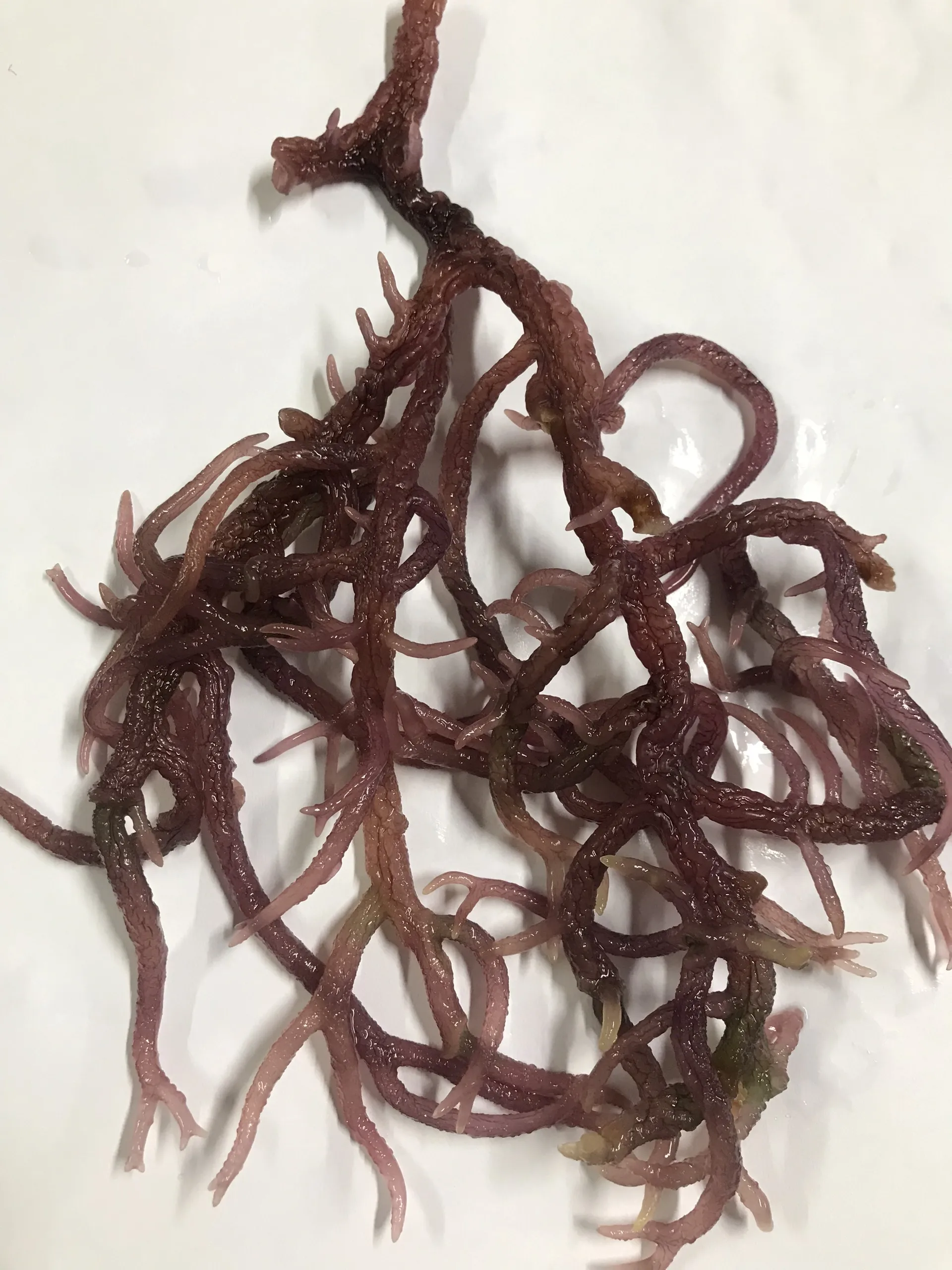 Sea Moss - Source Of Nutrition From The Ocean - Buy Dried Moss Sea Moss ...