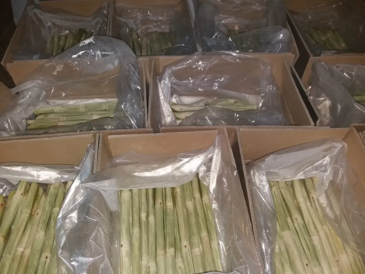 Fresh Frozen Sugar Cane - Best Quality from Vietnam