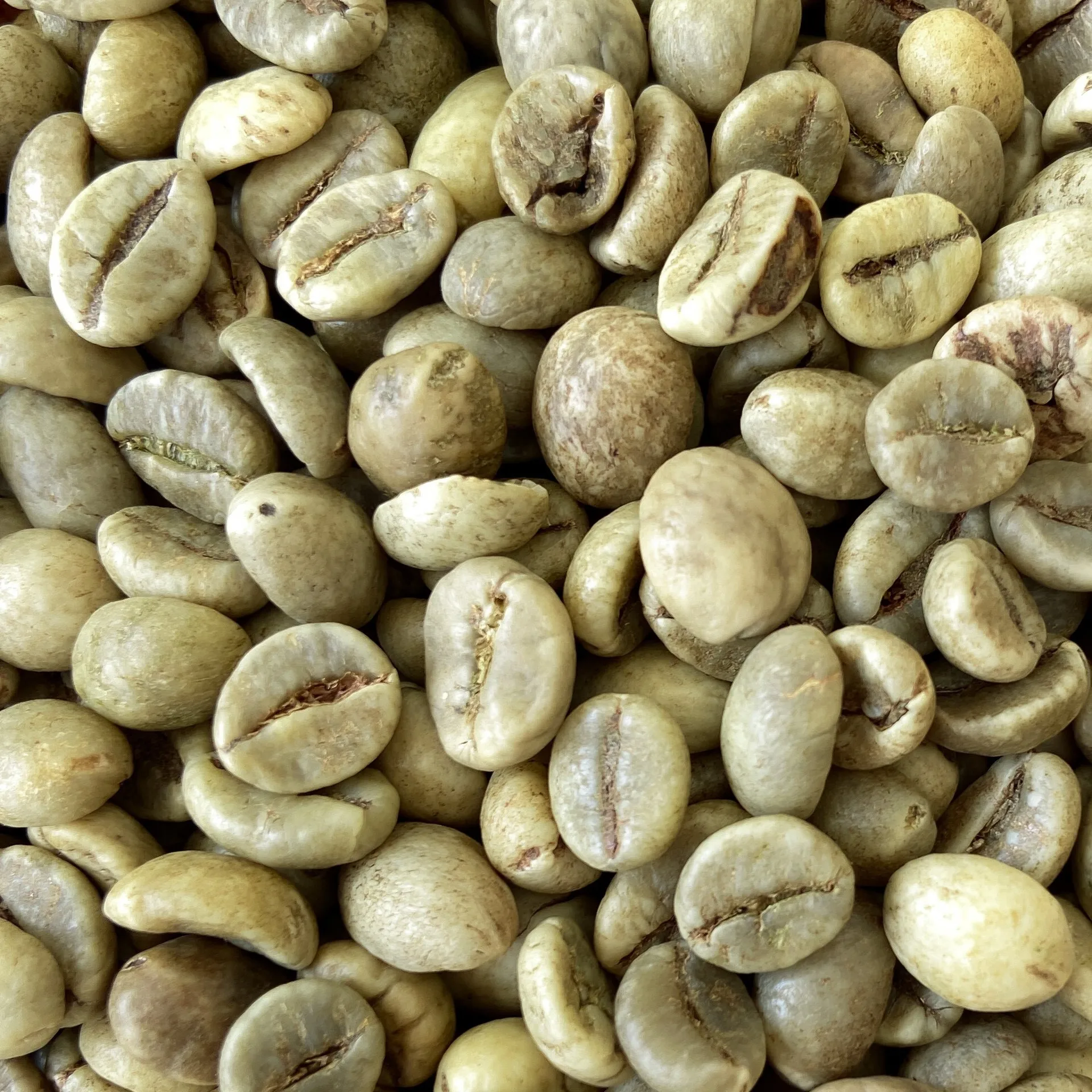 VIETNAM ROBUSTA COFFEE BEANS SRC 13-16-18 - EXPORT QUALITY - Mr Kelvin ...