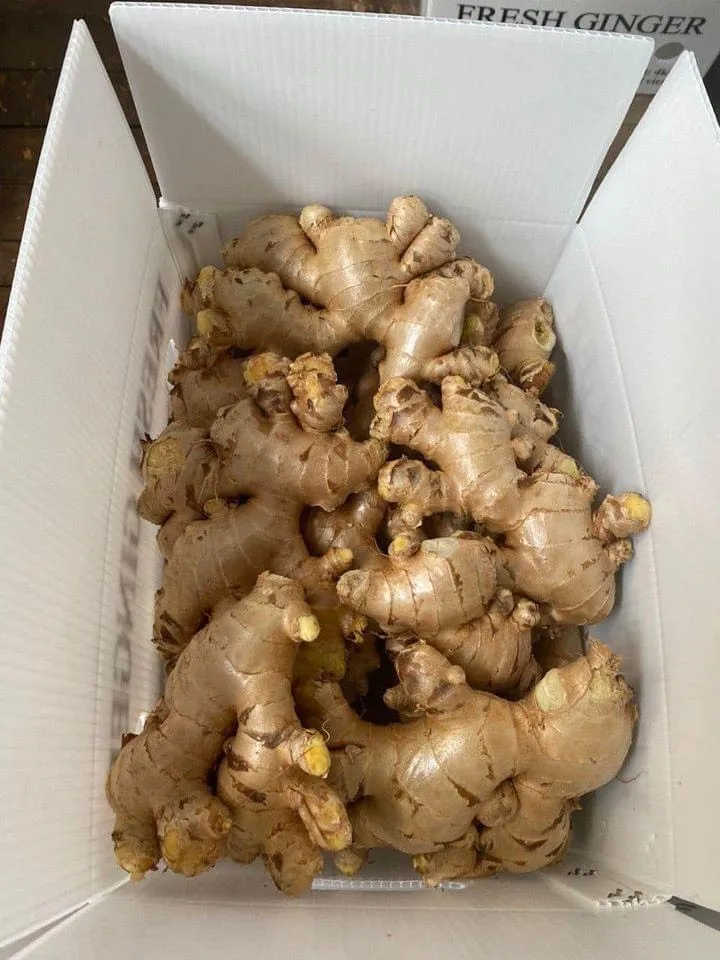Fresh Ginger Varieties Mature Newest Crop Fresh Ginger Vietnam ...