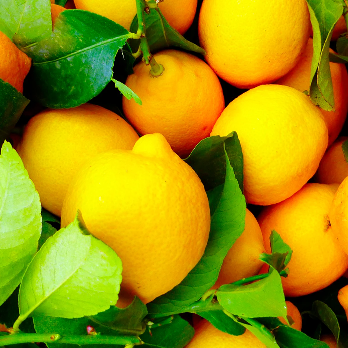 High Quality Vitamin Lemon With Peel Edible Yellow Ideal For Sorbet Or ...