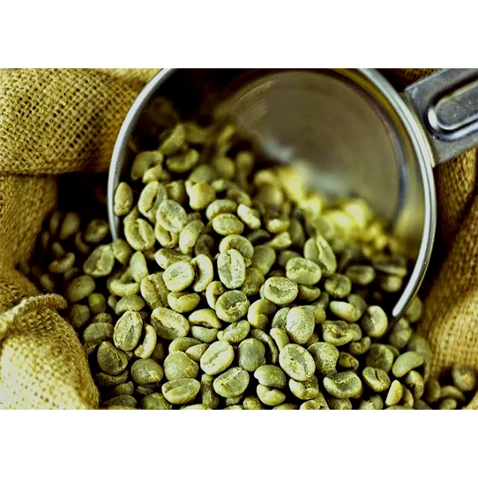 High Quality Green Arabica Coffee Beans Competitive Price Packed From ...