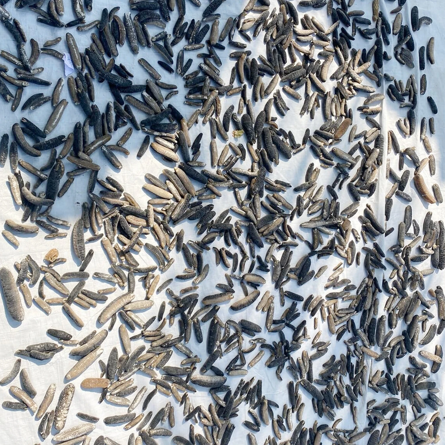 Sri Lankan Sea Cucumber - Natural Sun Dried Sand Fish