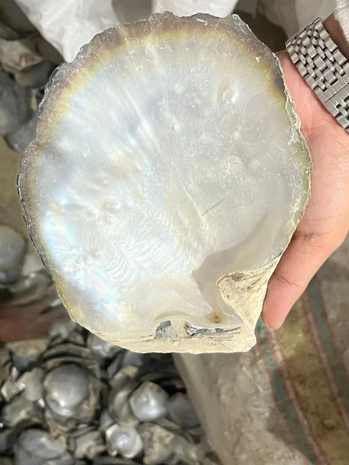 Natural Black Lip Mother of Pearl Shells - Perfect for Resale