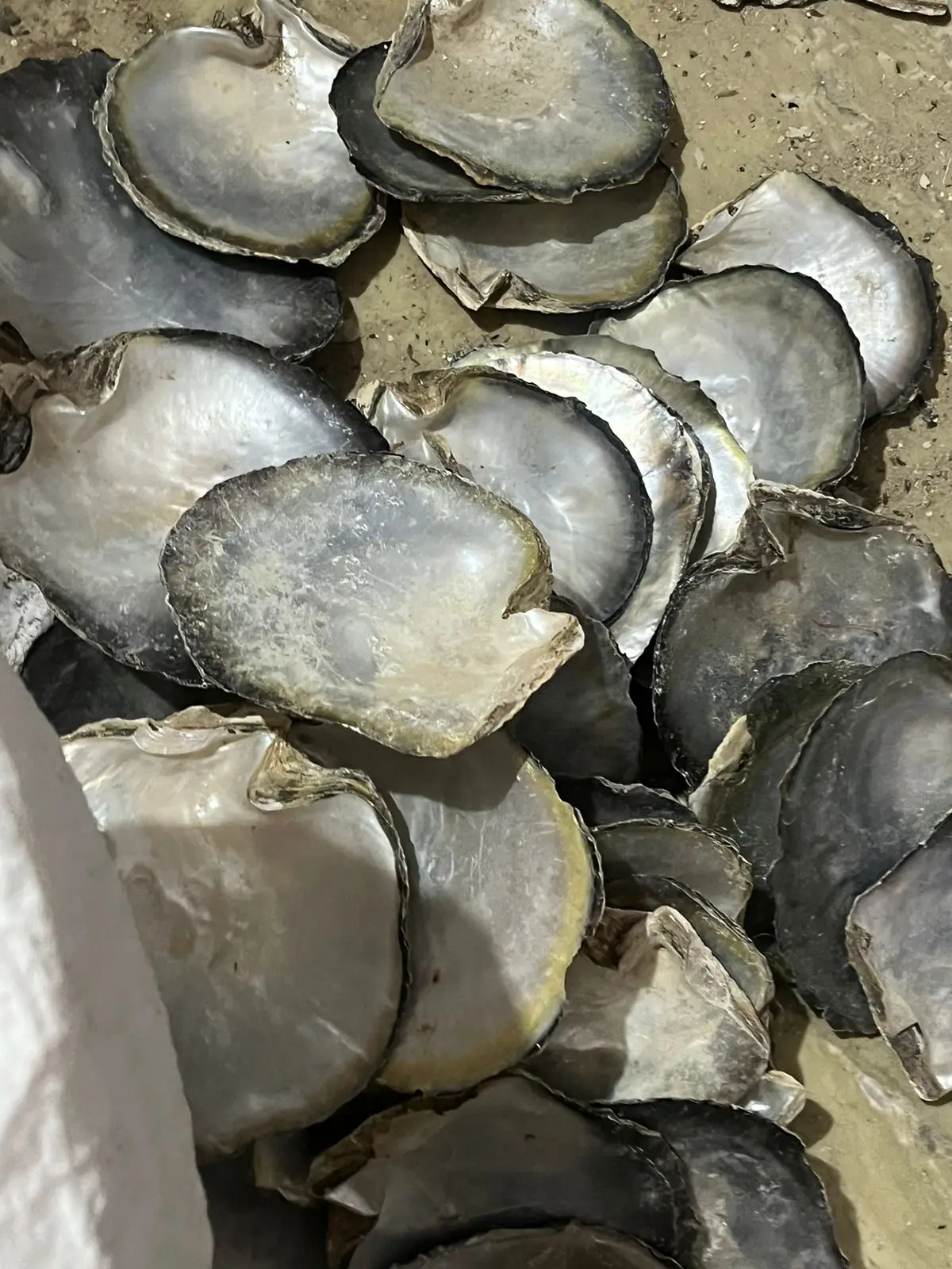 Natural Black Lip Mother of Pearl Shells - Perfect for Resale