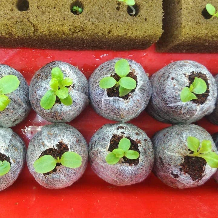 Vietnam Coco Peat Pellet Coir Disc For Seedlings With Competitive Price ...