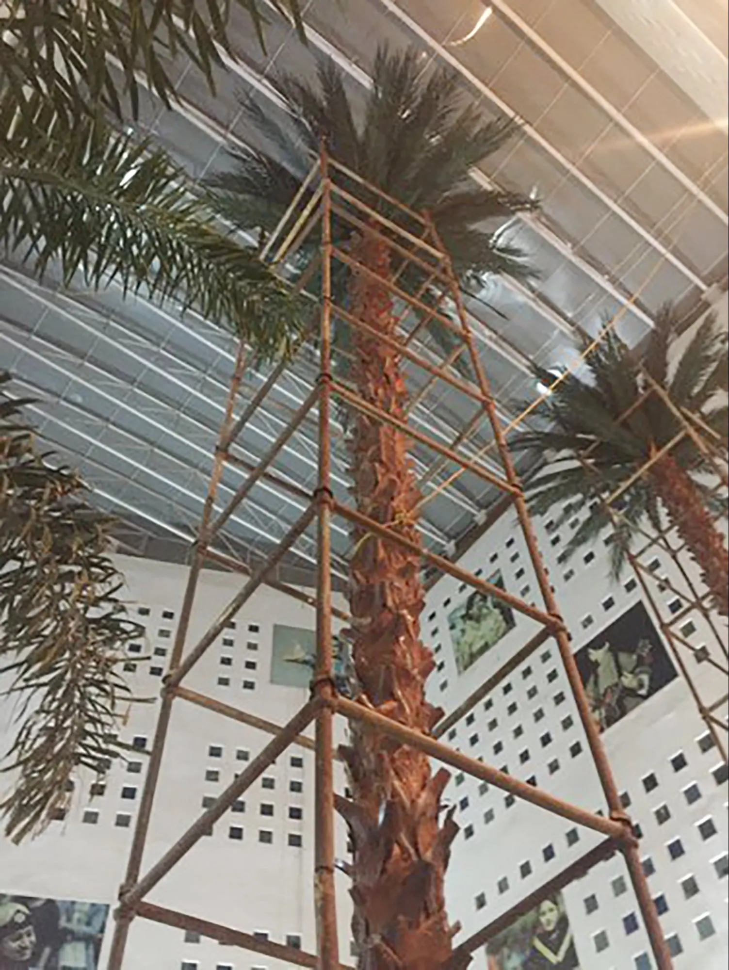 Wholesale Artificial Big Date Palm Tree With Natural Preserve Leaf For ...