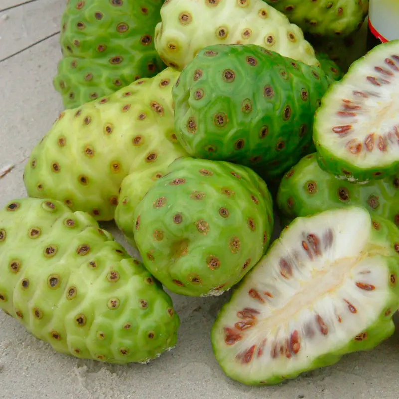 Wholesale Frozen Fresh Noni Fruit Bulk High Quality - Buy Frozen Noni ...