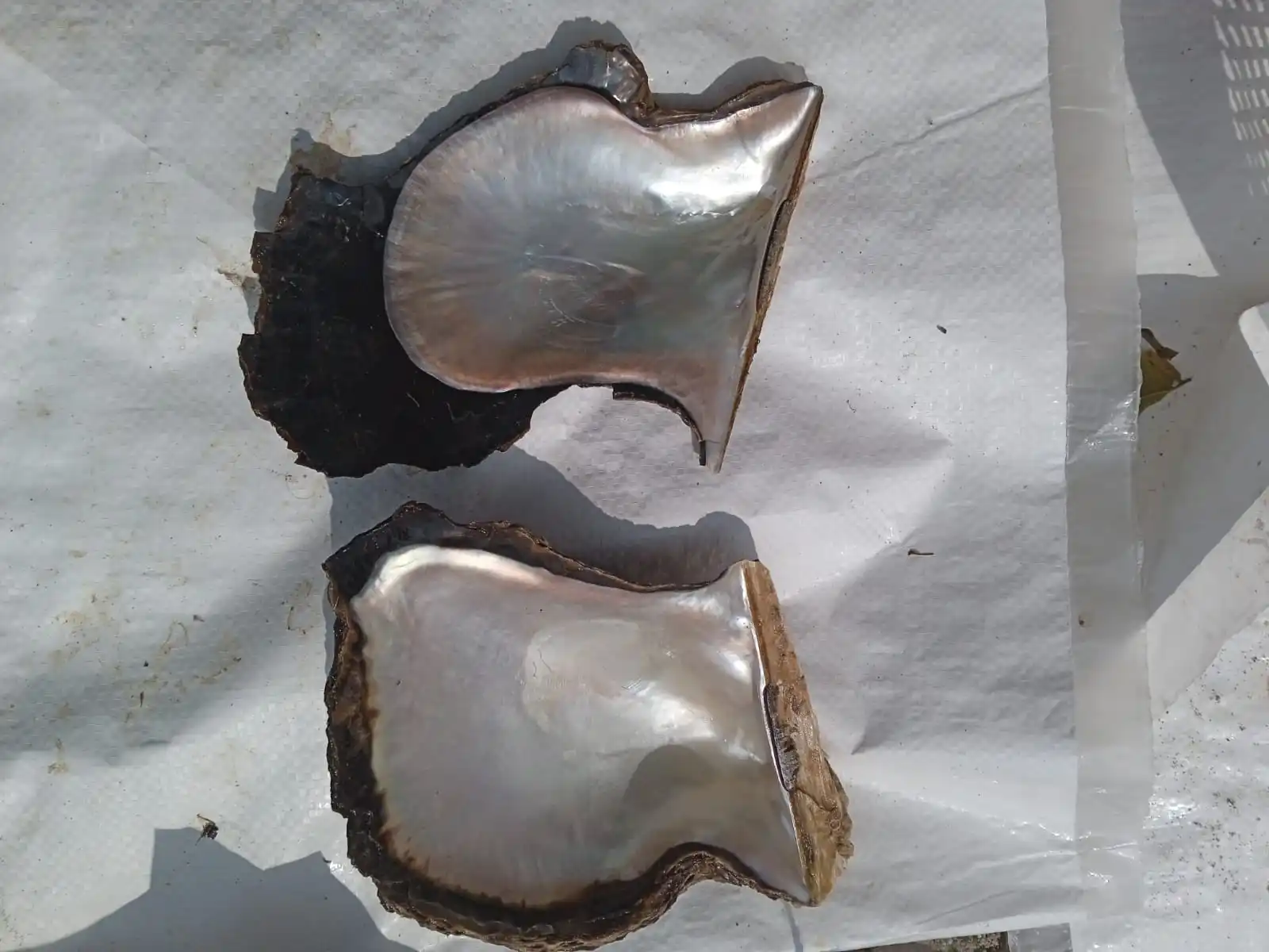 Shop Custom Made Natural Black Lip Mother of Pearl Shells