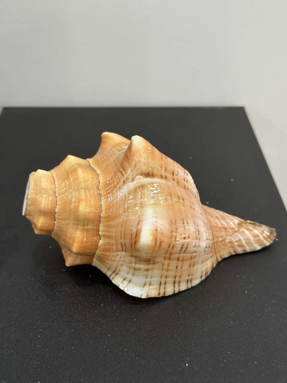 Factory Wholesale Of Pure Natural Sea Shell Snail Polished High Quality ...