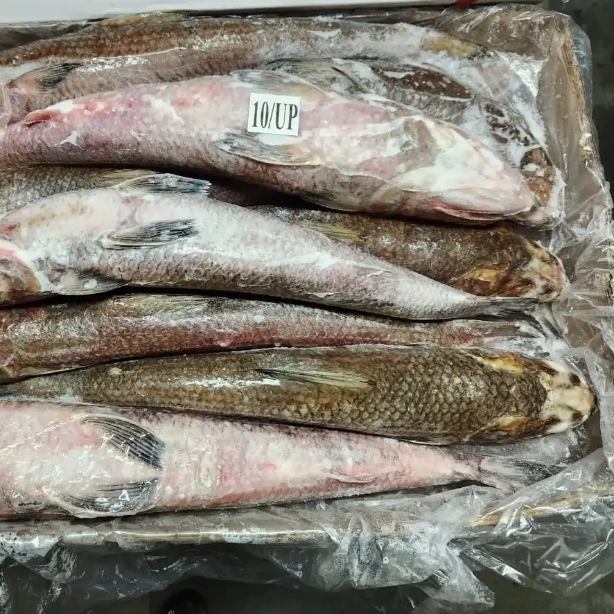 Frozen Lizard Fish Whole Round Top Quality Product With 24 Months Shelf ...