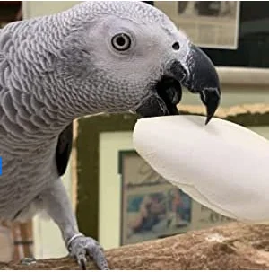 Dried Cuttlefish Bone In Vietnam Have High Quality And Variety Size ...