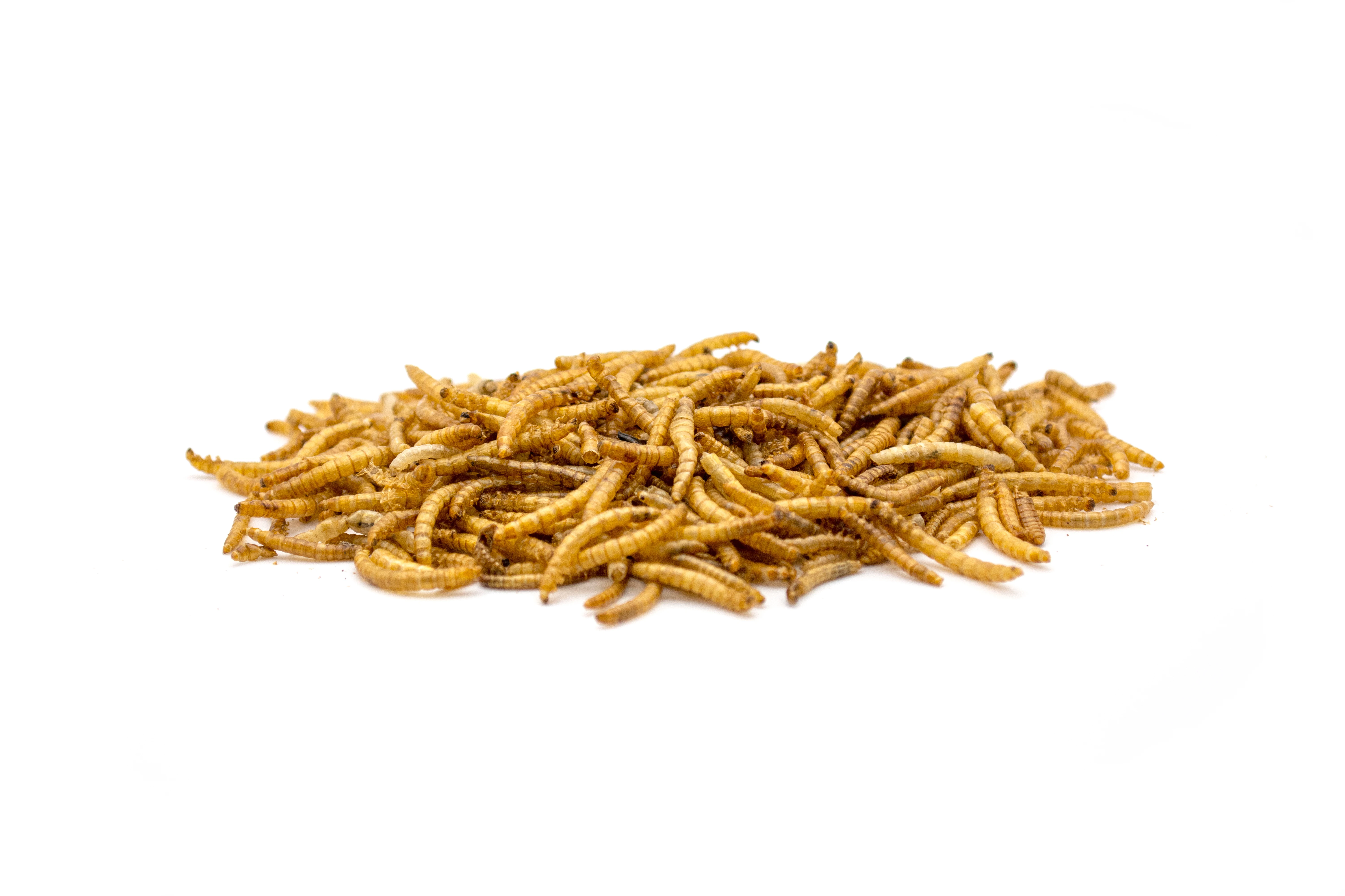 Edible Insect Dried Mealworm High Quality Export Animal Feed High ...