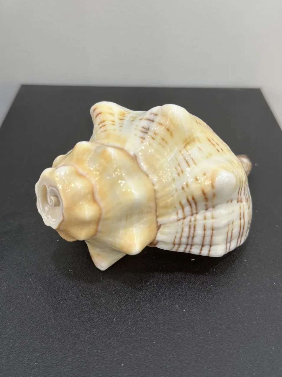 Factory Wholesale Of Pure Natural Sea Shell Snail Polished High Quality ...